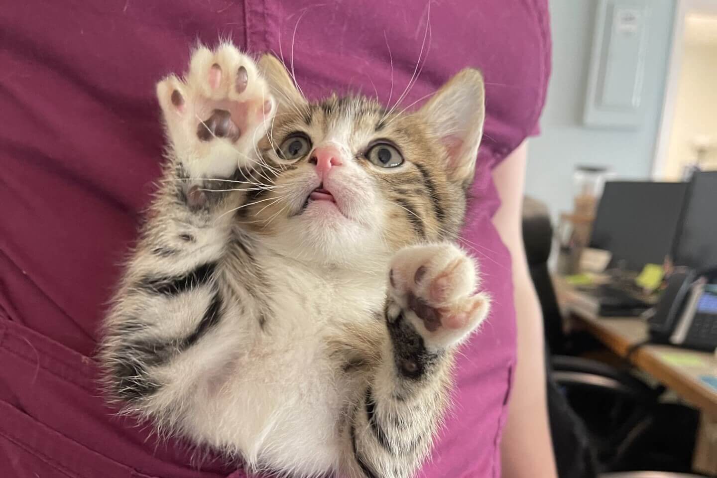 Puppy & Kitten Care | Mt Scott Animal Clinic