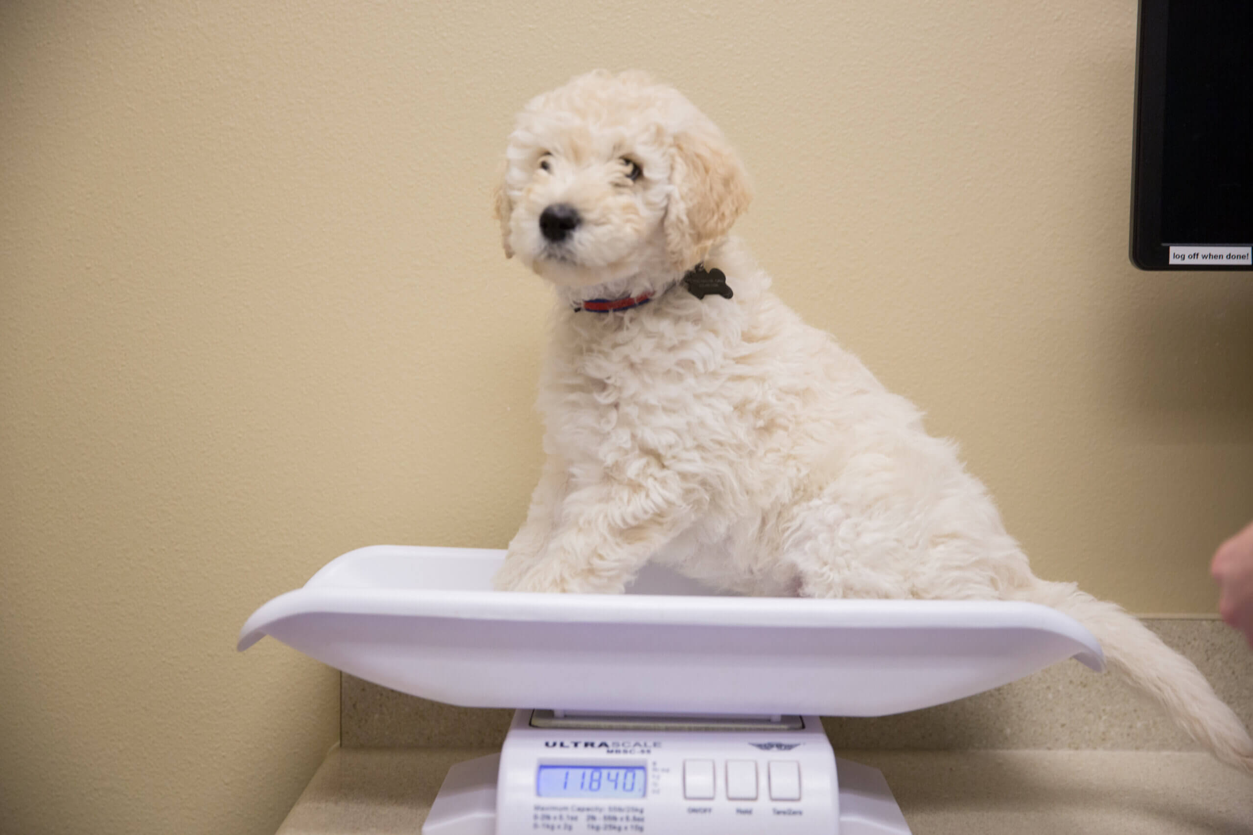 Book an Appointment | Mt. Scott Animal Clinic