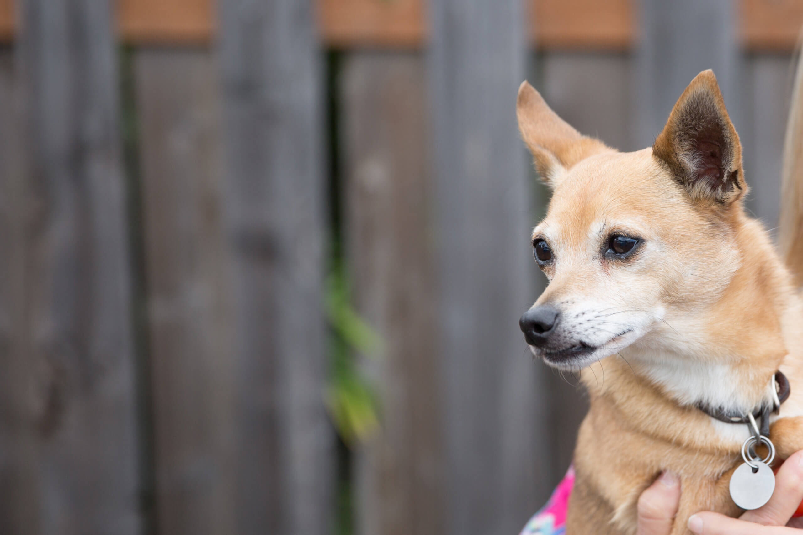 New Client Form | Mt Scott Animal Clinic